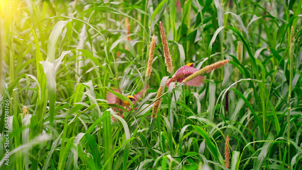 Baya bird known as Ploceus philippinus sitting in green pearl millet ...