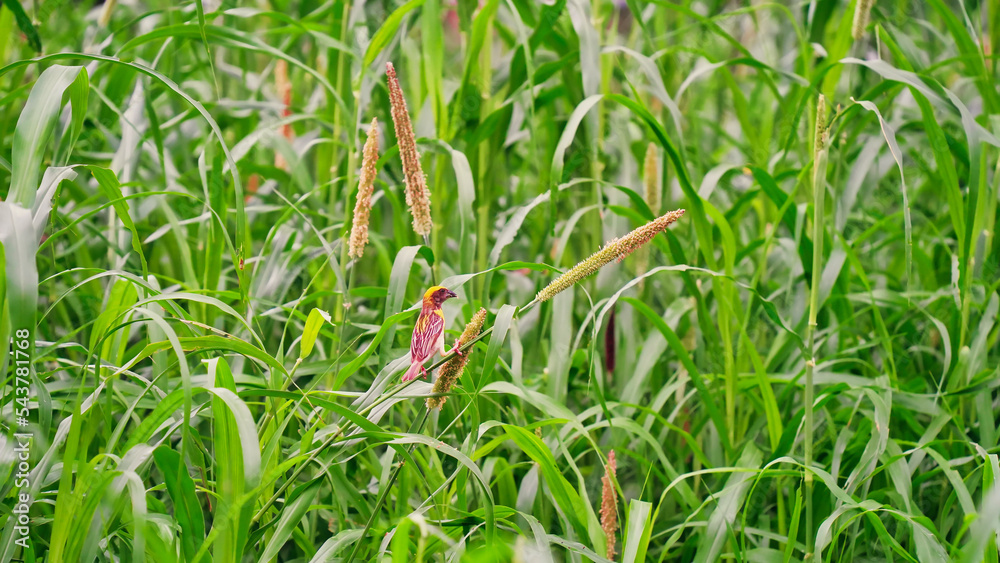 Baya bird known as Ploceus philippinus sitting in green pearl millet ...