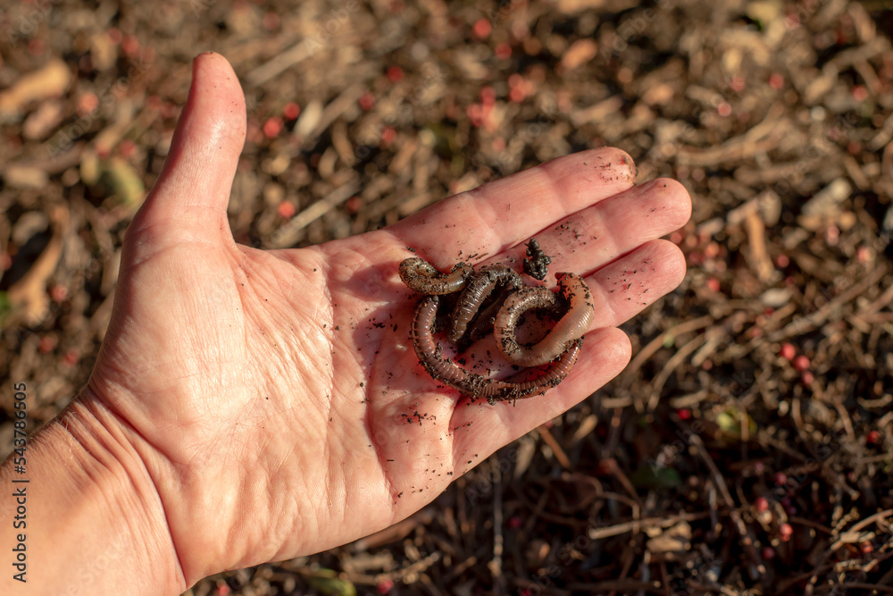 Hand holding compost worms Stock Photo | Adobe Stock