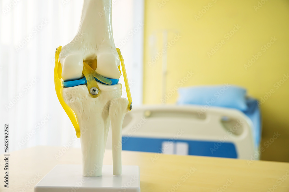Medical and orthopedic concept, knee joint anatomy model for medical ...