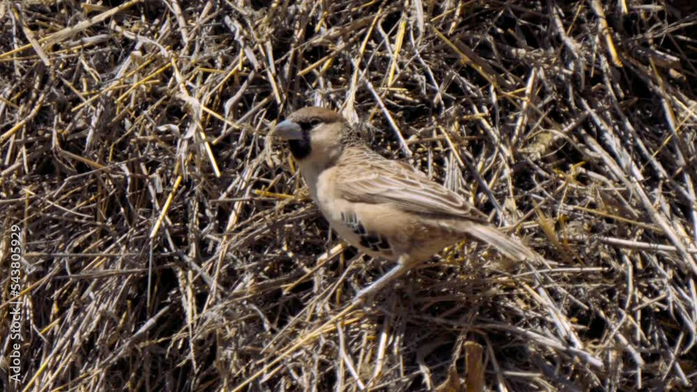Sociable Weaver, or Philetairus socius, building a large compound ...