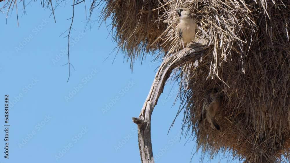 Sociable Weaver, or Philetairus socius, building a large compound ...