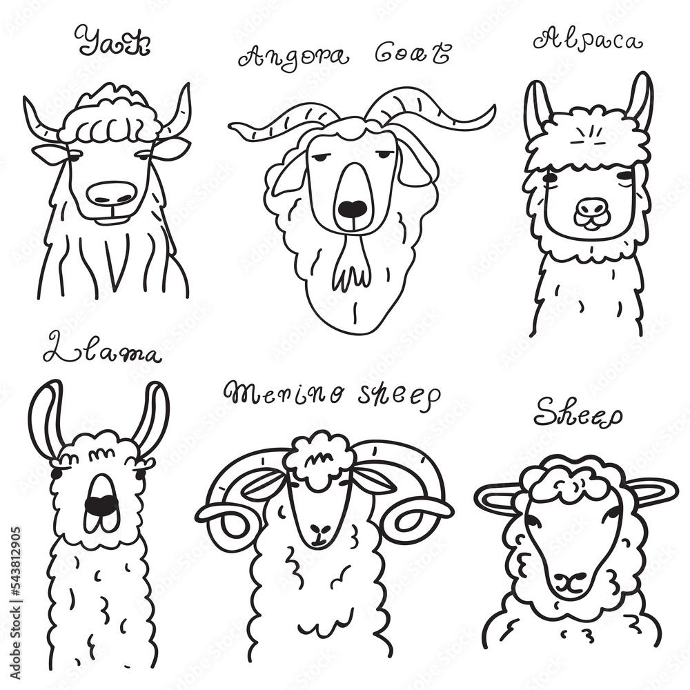 Animals heads. Yak, sheep, merino goat, llama, alpaca. Outline vector ...