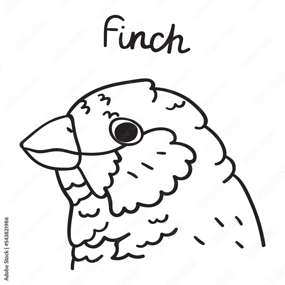 Finch. Outline vector illustration. Hand drawn graphic design. Stock ...