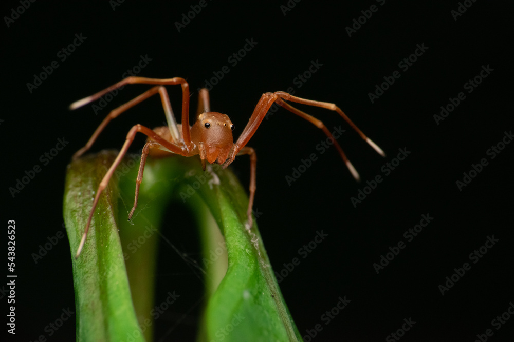 An ant mimic crab spider Amyciaea lineatipes stretching its legs to ...