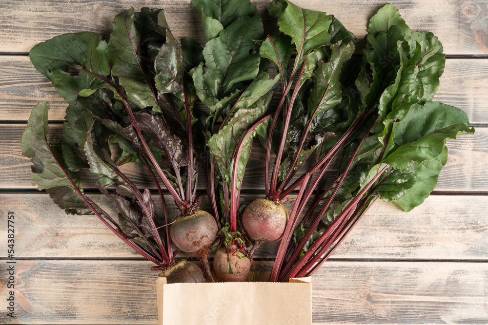 Bunch of fresh ripe beets with long green haulm on faded wooden table ...