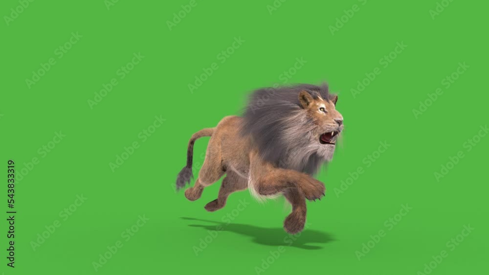 Lion realistic Fur Green Screen Runcycle Loop 3D Rendering Animals ...