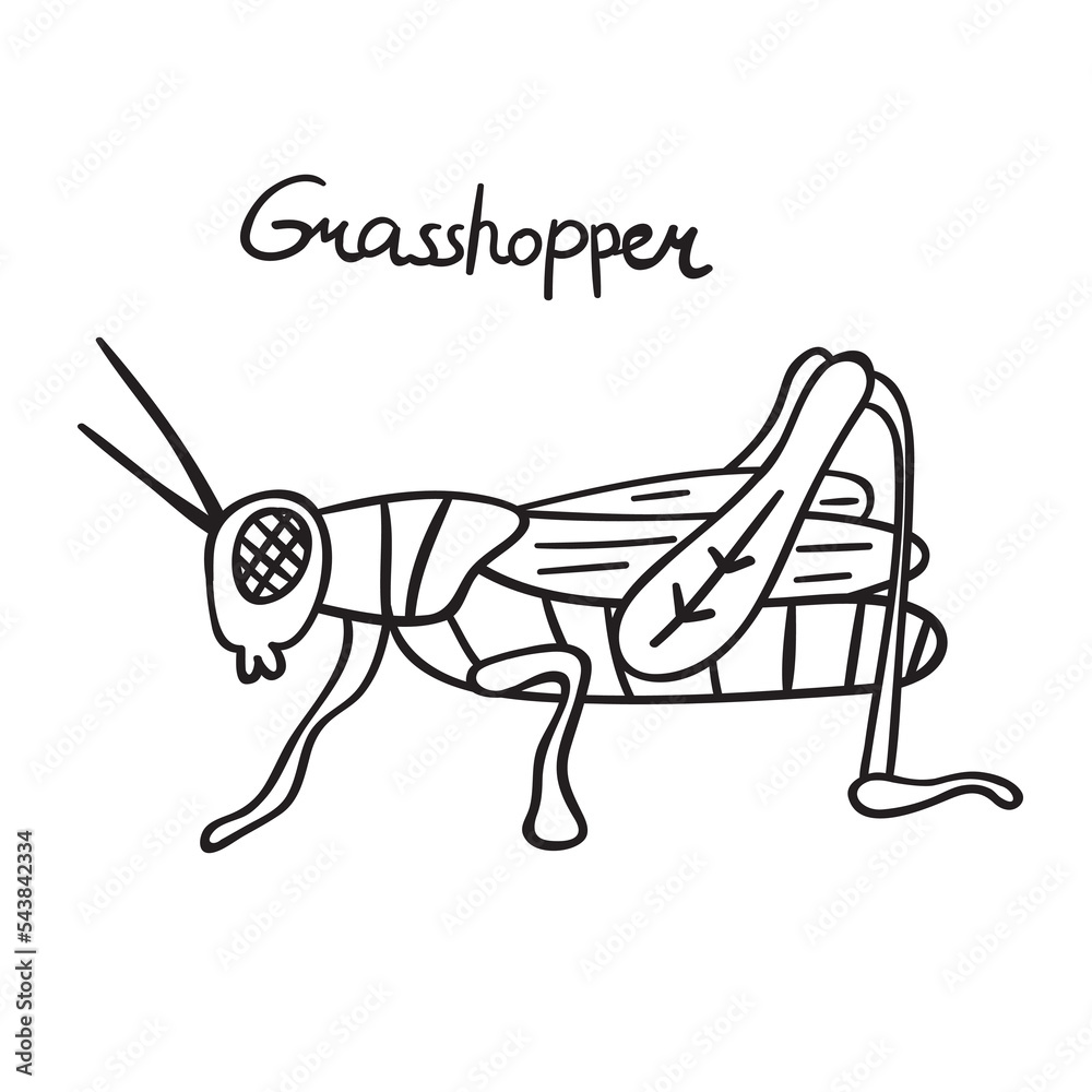 Grasshopper. Vector outline illustration on white background. Stock ...