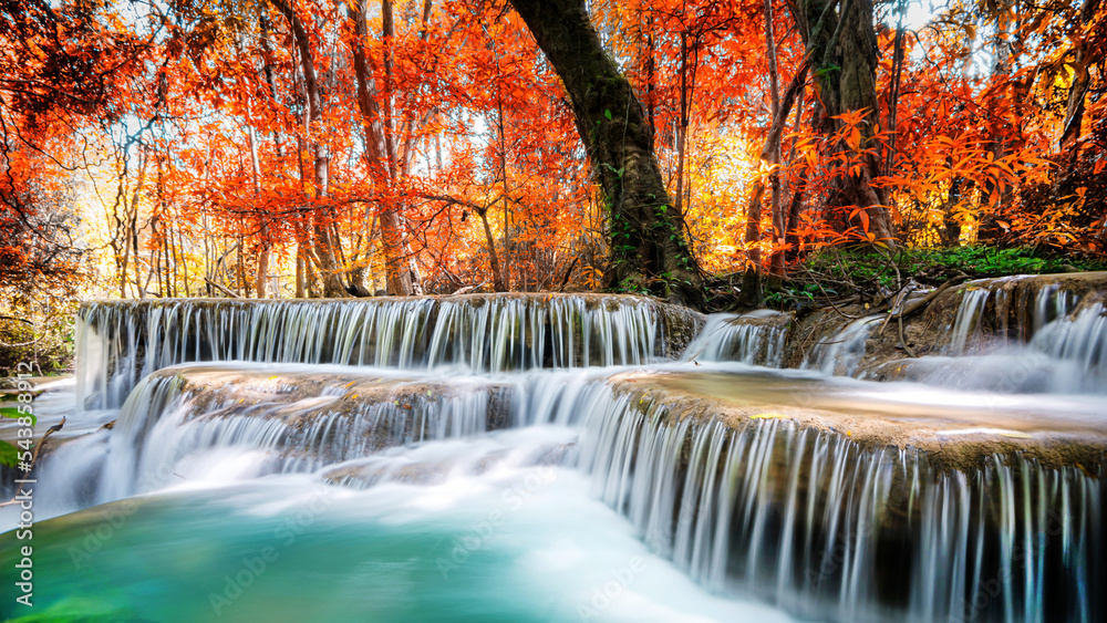 Beautiful Fall Forest