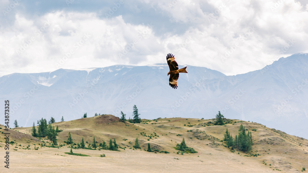 Flying eagle over the valley against the backdrop of mountains and sky ...
