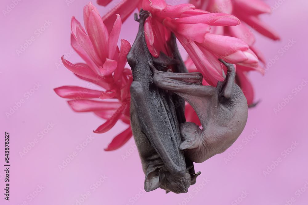 A mother short nosed fruit bat is resting while holding her young in a ...