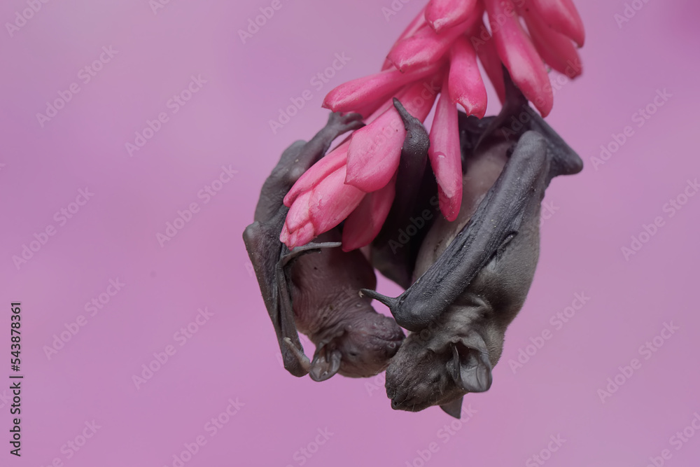A mother short nosed fruit bat is resting while holding her young in a ...