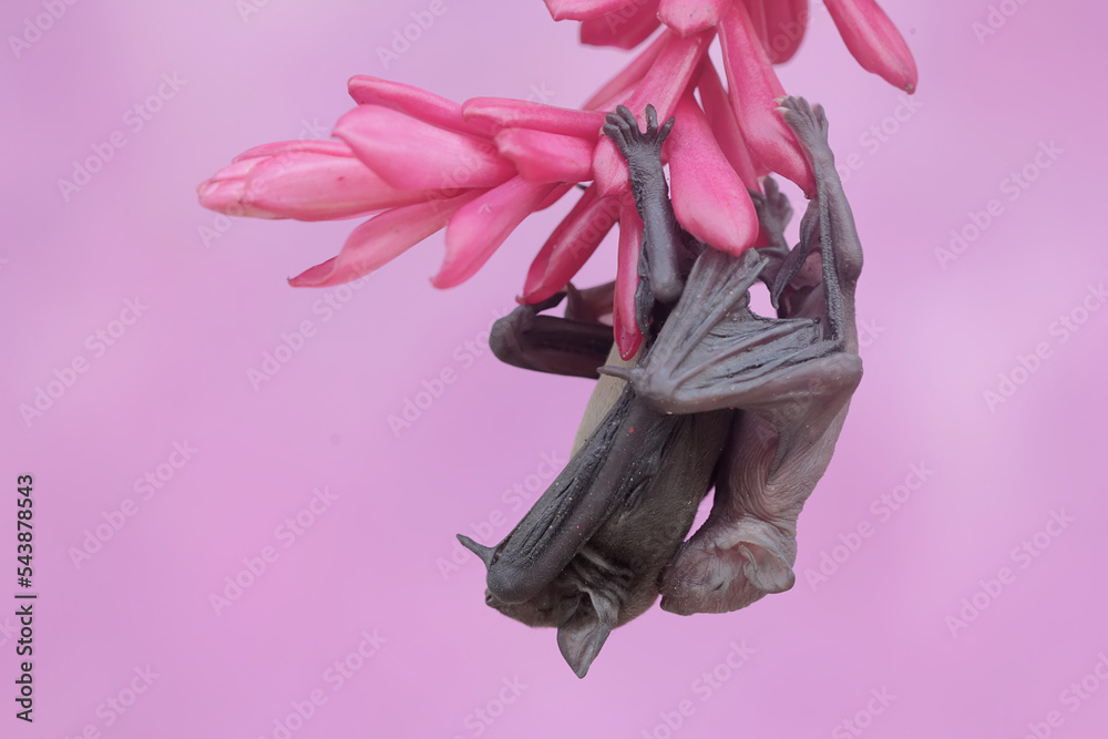 A mother short nosed fruit bat is resting while holding her young in a ...