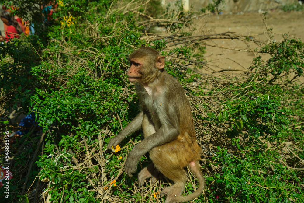 06 november 2022. Some Indian women in traditional Indian dress (Sari ...