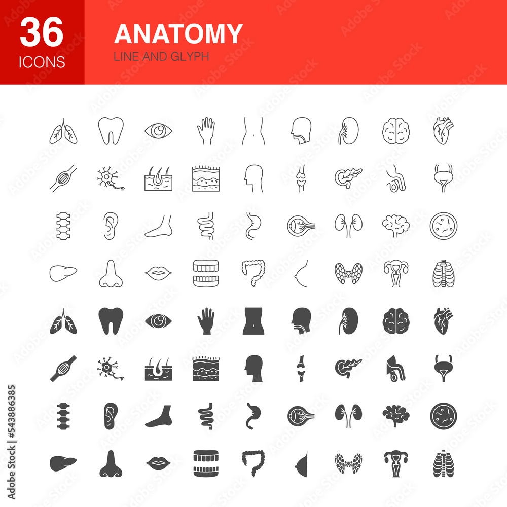 Anatomy Line Web Glyph Icons. Vector Illustration of Human Body Organ ...