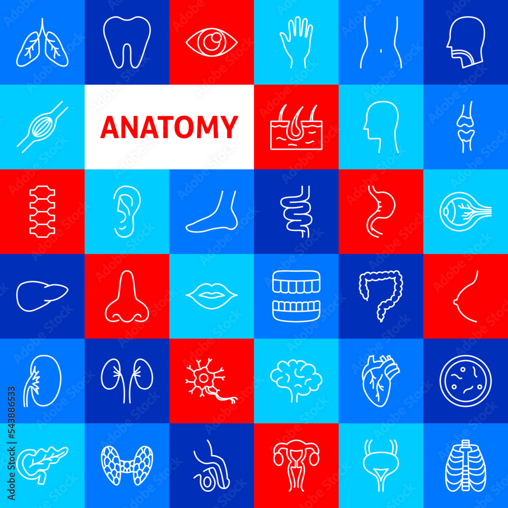 Anatomy Line Icons. Vector Thin Outline Human Body Organ Symbols. Stock ...