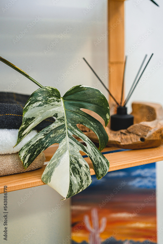 White-green leaf. Monstera Variegata seedling. Tropical plant. Stock ...