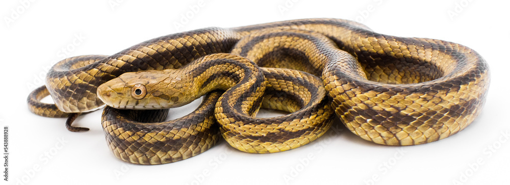 Eastern rat snake formerly known as yellow rat snake - Pantherophis ...
