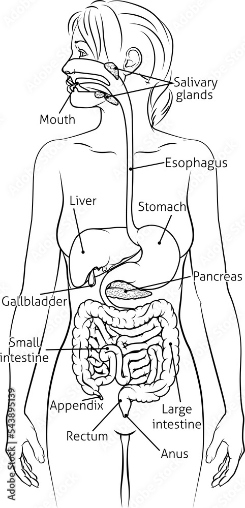 Human Digestive System Woman Anatomy Diagram Stock Illustration | Adobe ...