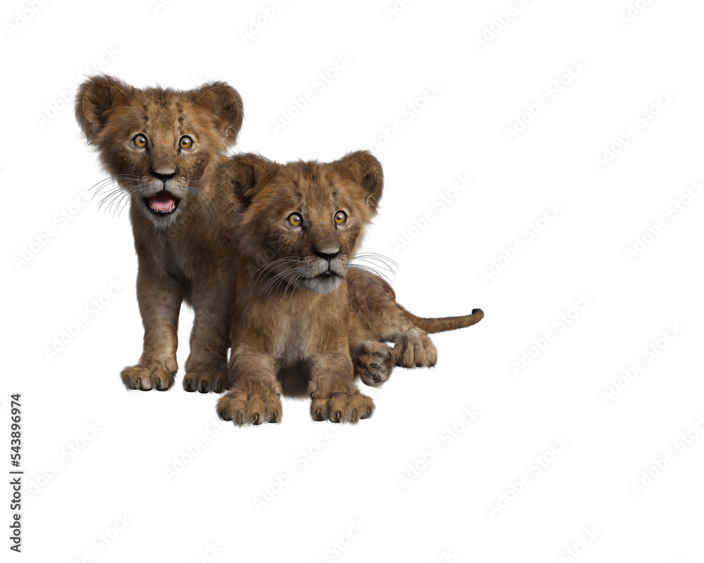 Lion cubs scare to be alone, isolated on transparent background. 3D ...