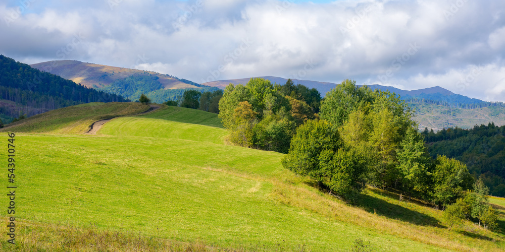 mountainous countryside scenery in early autumn. grassy rolling hills ...