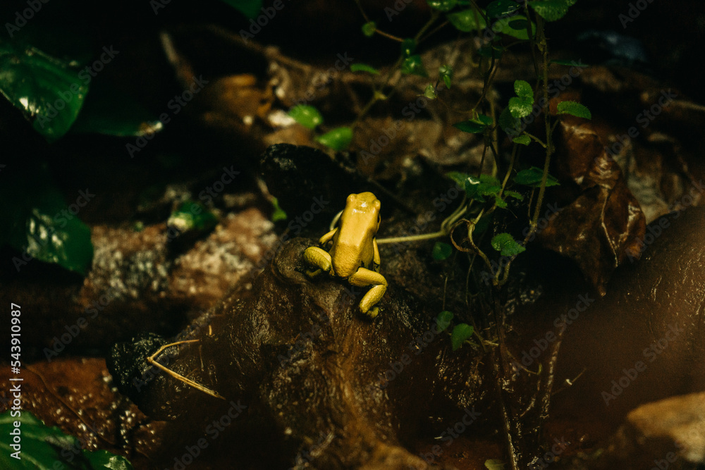 Pfeilgiftfrosch im Dschungel, Giftfrosch, Frosch, Griftpfeil ...