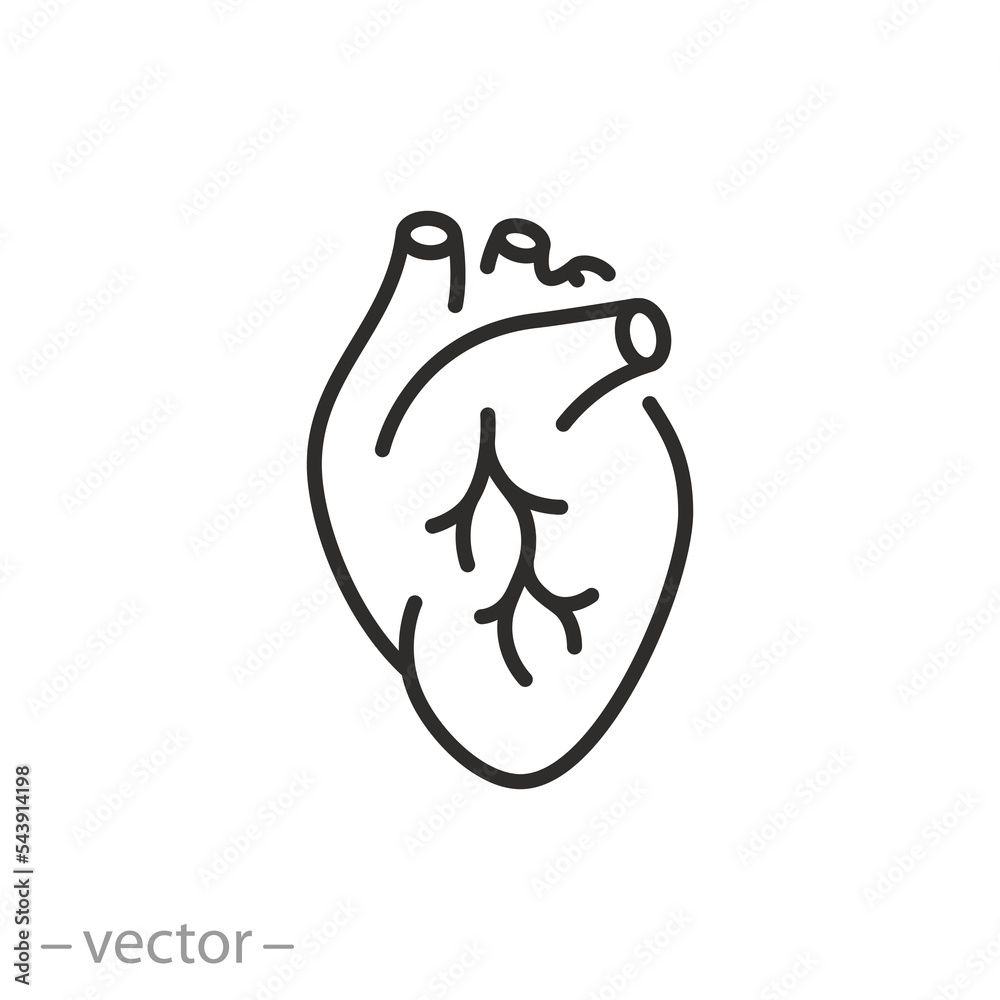Human Heart Icon Cardiac Muscle Anatomy Organ Thin Line Web Symbol