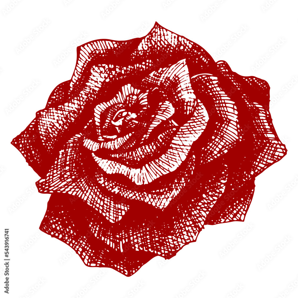 Rose vector drawing, flower illustration. Drawing for a tattoo, a ...