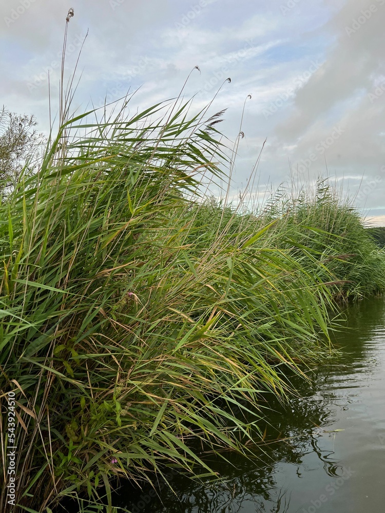 Picturesque view of river reeds and cloudy sky Stock Photo | Adobe Stock