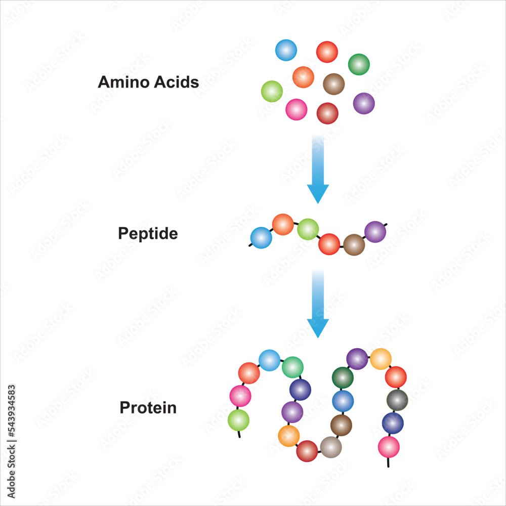 Scientific Designing of Biochemial Structure of Amino acids, Peptides ...