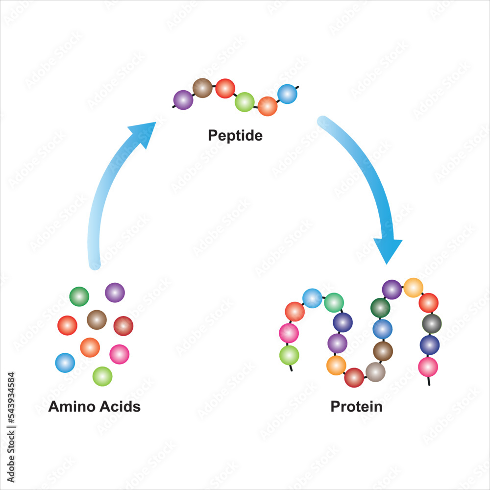 Scientific Designing of Biochemial Structure of Amino acids, Peptides ...