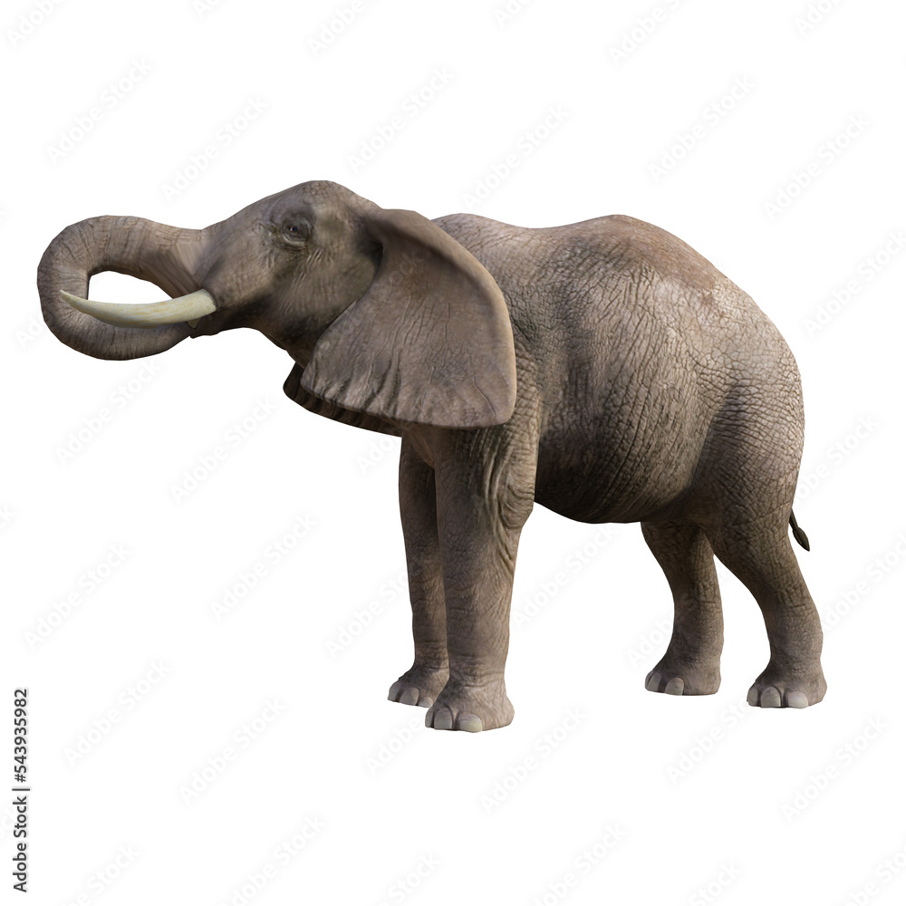 Illustration of an elephant in different poses and angles for collage ...