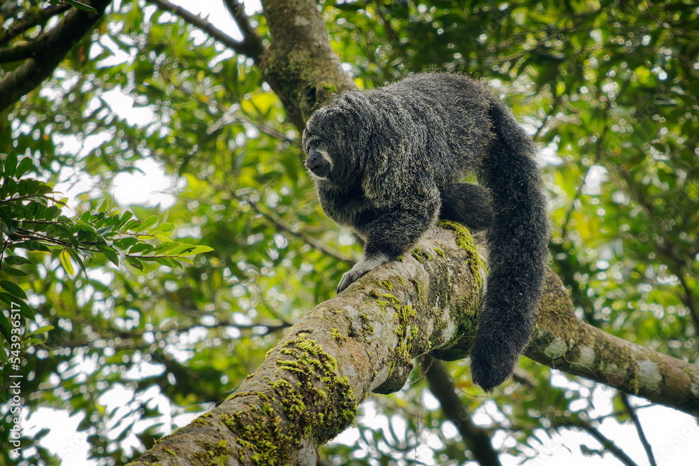 Monk Saki - Pithecia monachus, also Geoffroy's monk saki, type of New ...