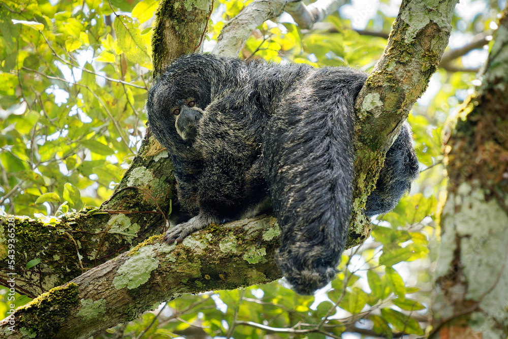 Monk Saki - Pithecia monachus, also Geoffroy's monk saki, type of New ...