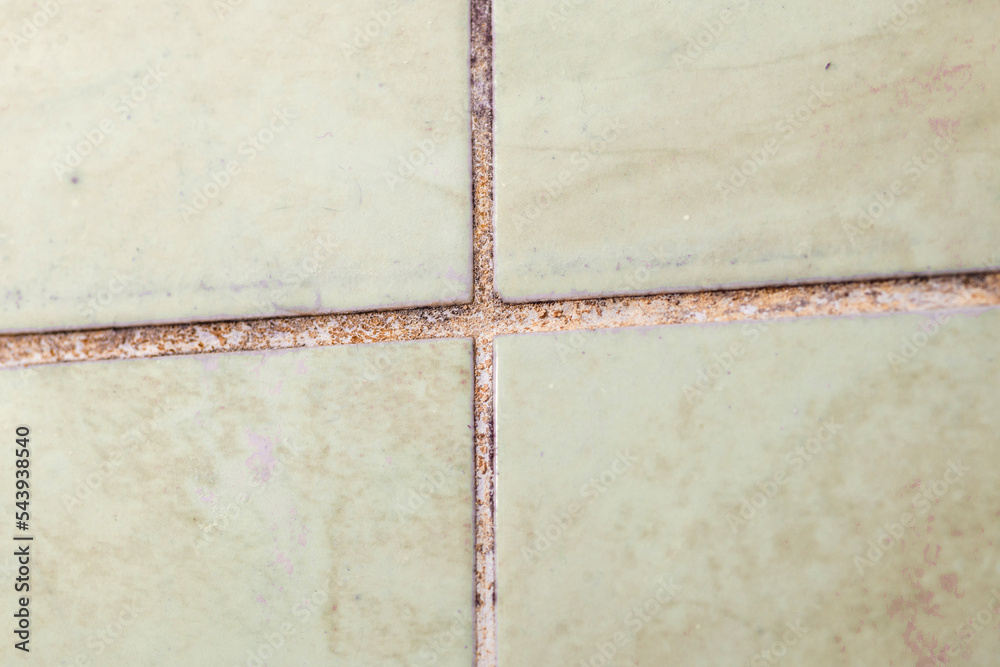 Mold growing on shower grouted joints tile and appear on the ceramic ...