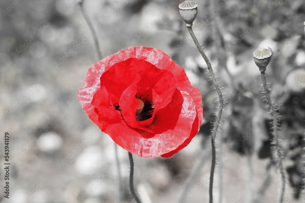 A poppy flower field. The poppy is a symbol of remembrance for fallen ...