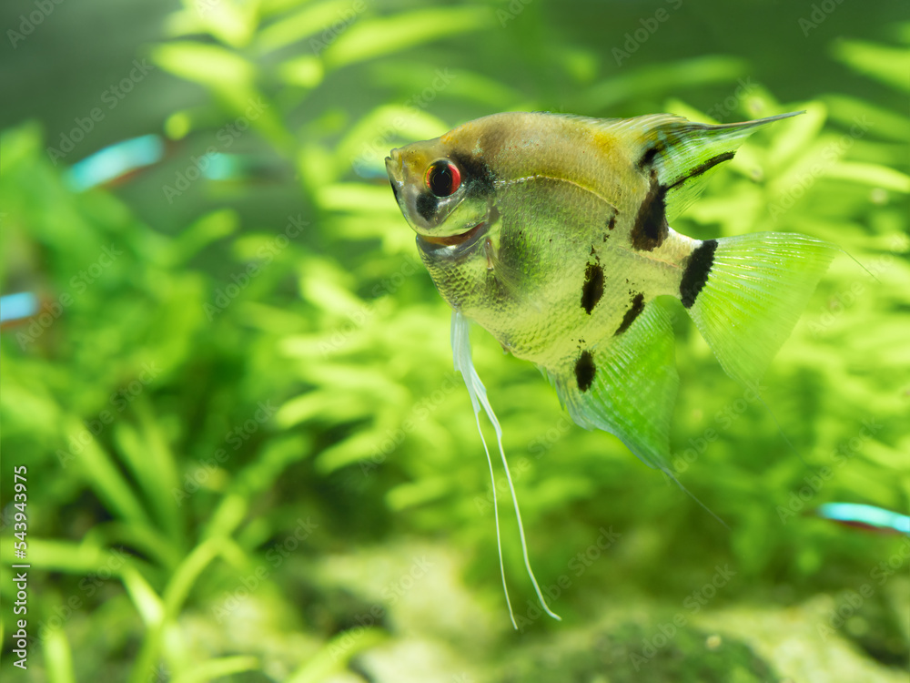 Floating Pterophyllum scalare or angelfish in tank. Freshwater aquarium ...