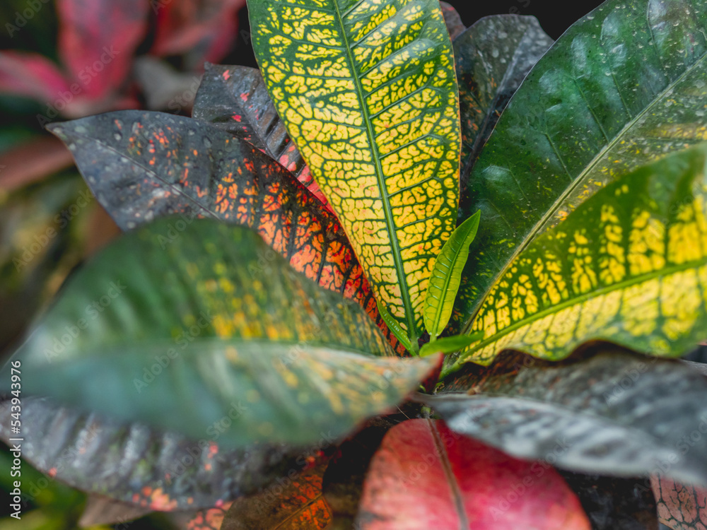 Colorful leaves of Codiaeum variegatum or fire croton. Growing ...