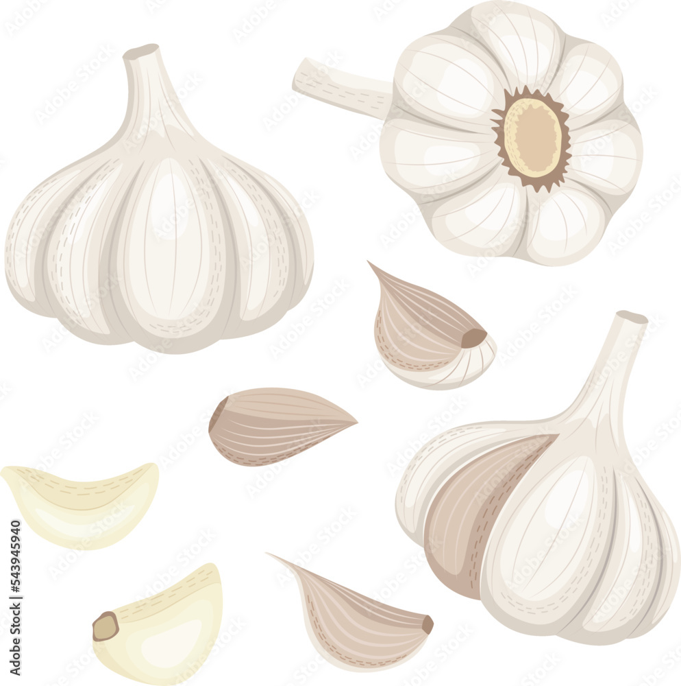 Set of ripe garlic, garlic clove, garlic bulb. Vector illustration in ...