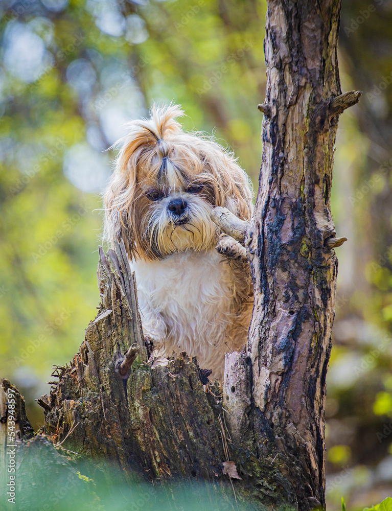 shih tzu dog on a tree in the forest Stock Photo | Adobe Stock