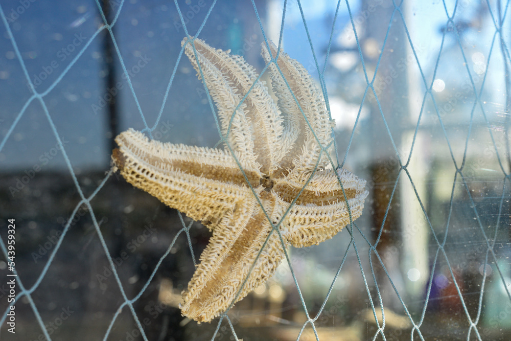 Poster A white droopy starfish, a sea star, calcified with tube feet ...
