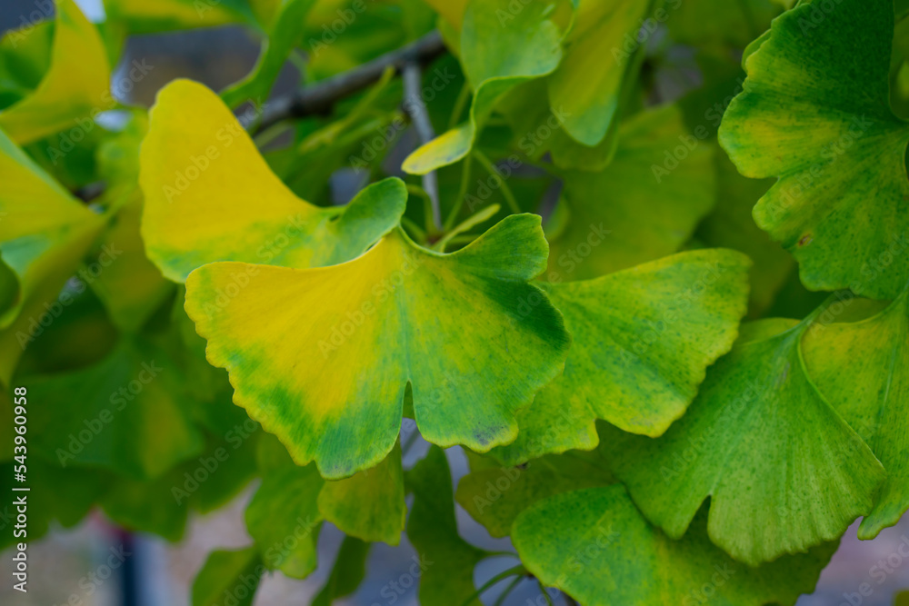 Green yellow autumn foliage ginkgo biloba. Ginkgo biloba green leaves ...