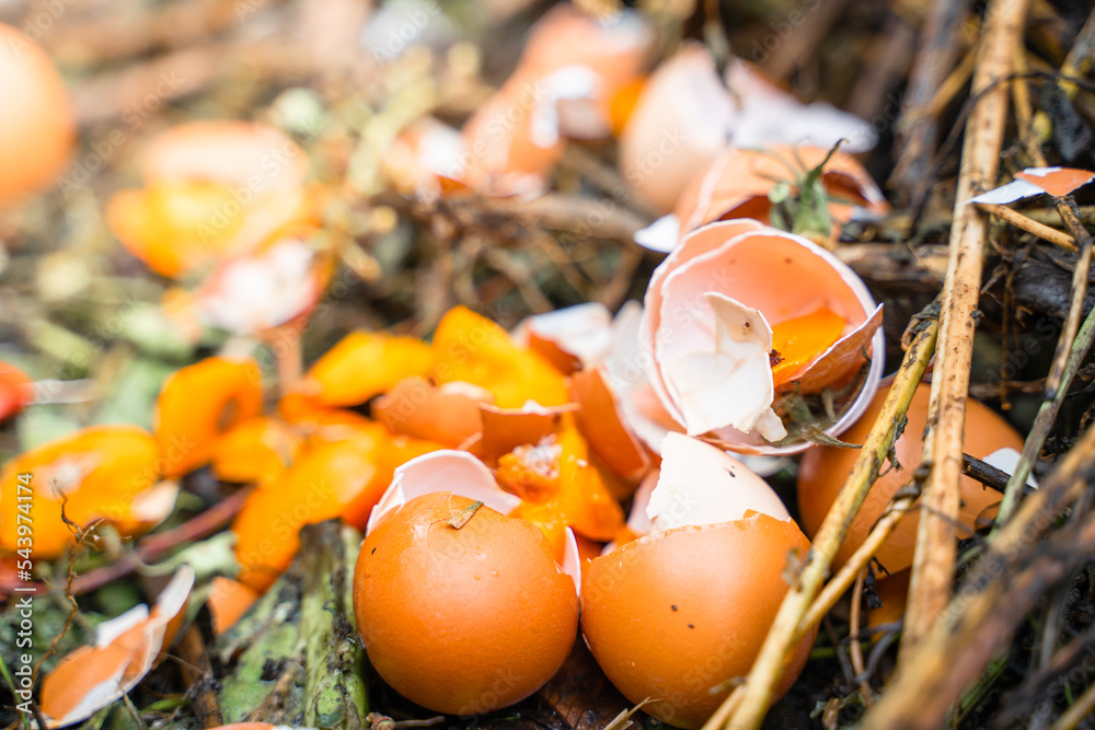 Egg shells and other organic human waste on a compost heap. Secondary ...