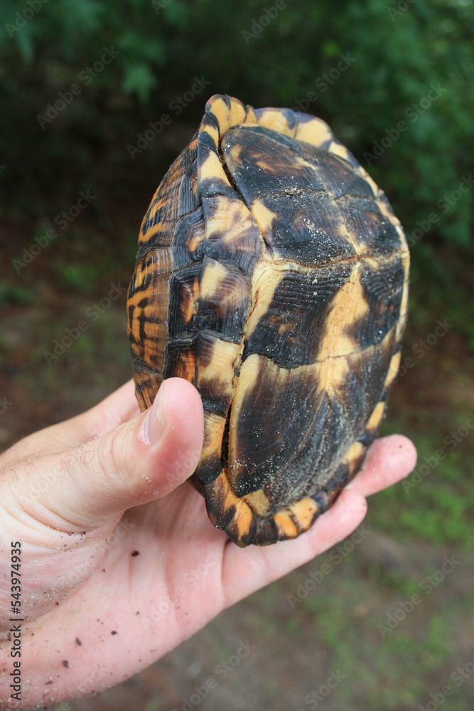 Person holding an Eastern Box Turtle (Terrapene carolina) demonstrating ...