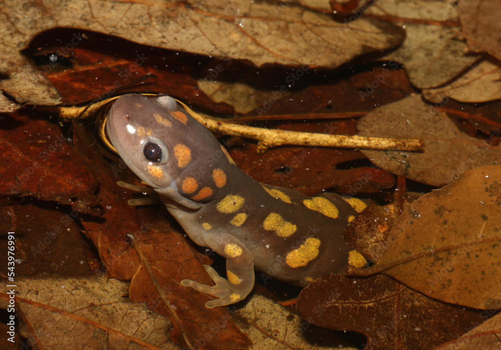 Spotted Salamander (Ambystoma maculatum) in a wetland at night during ...