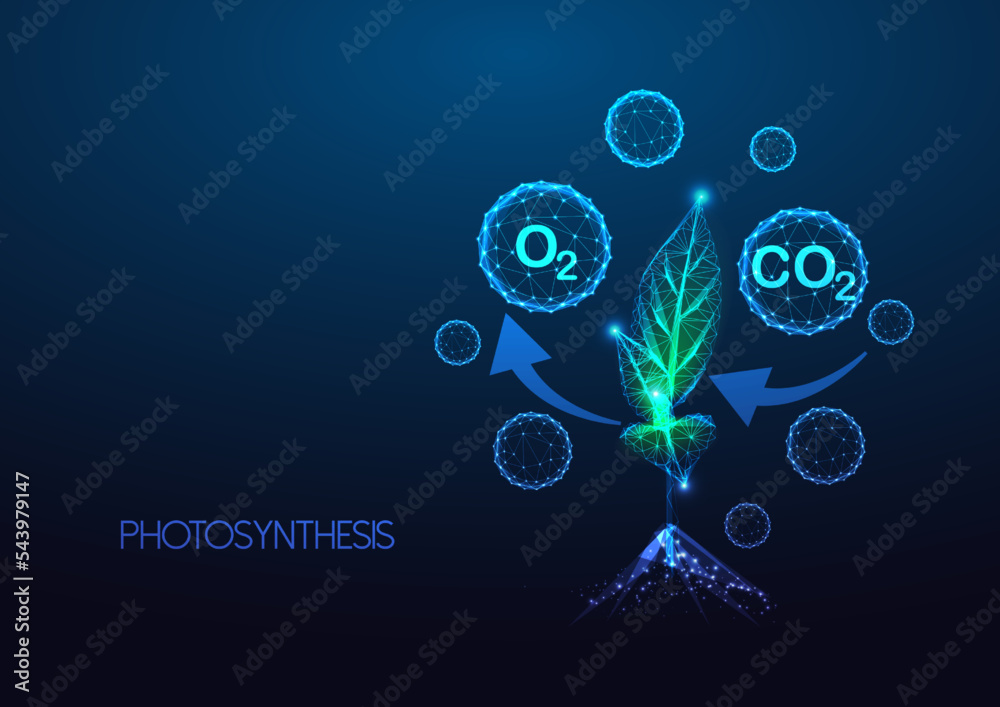 Concept of Photosynthesis, carbon cycle in plants with CO2 absorption ...