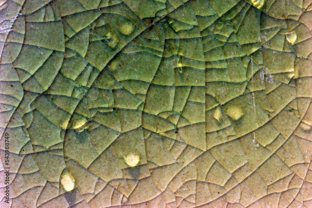 Close up to background and texture of stretch marks cracked on emerald ...