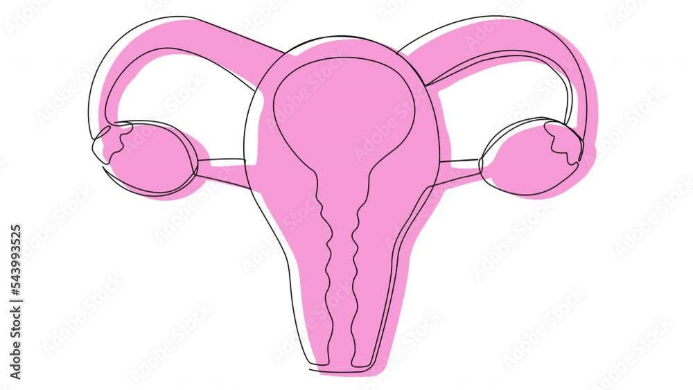 Self-drawing of the pink uterus in one line on a white screen ...