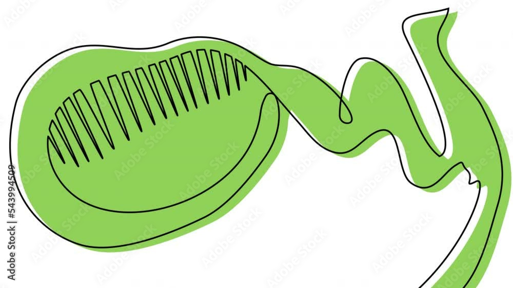 Self-drawing of a green gallbladder with one line on a white screen ...