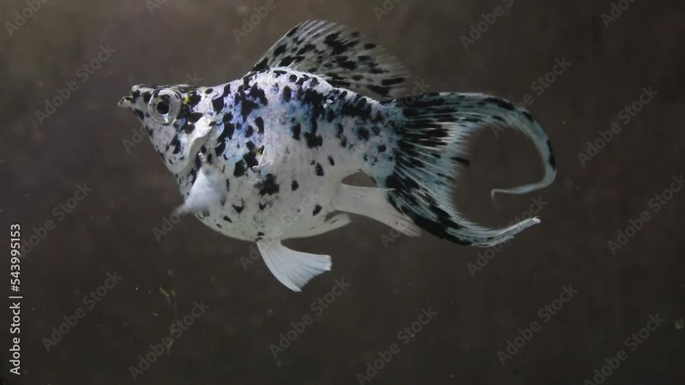 oecilia sphenops, freshwater molly fish in an aquarium with black and ...